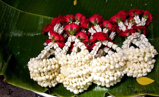 | What The Heck Is Phuang Malai?? ~ ThailandGATE20.com